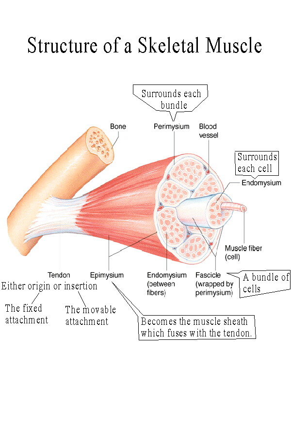 BIOL 237 Class Notes Muscle Structure