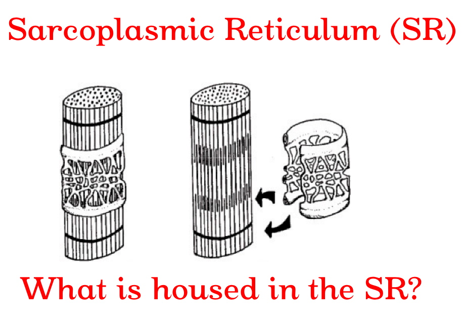 Sarcoplasmic Reticulum And T Tubules
